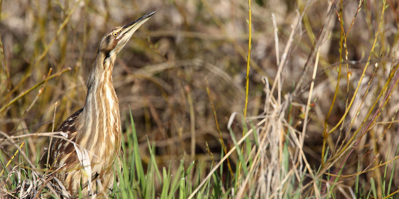 American Bittern | Game Commission | Commonwealth of Pennsylvania